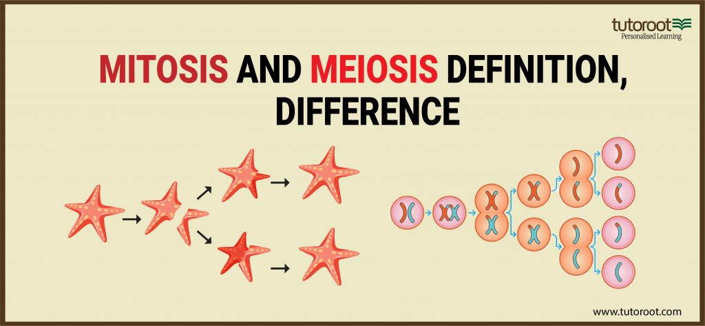 Mitosis And Meiosis - Definition, Difference, Diagram