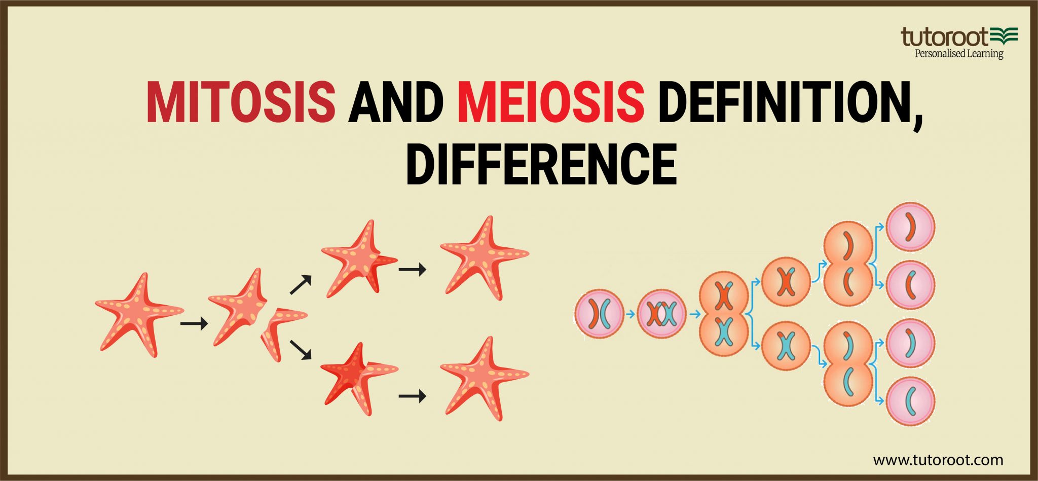 Mitosis And Meiosis - Definition, Difference, Diagram
