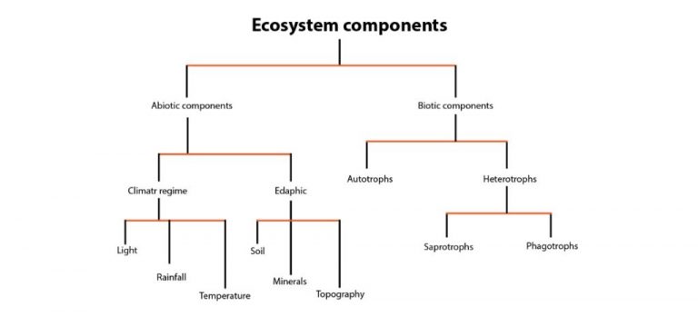 What is an Ecosystem? Structure, Definition, Importance - Tutoroot