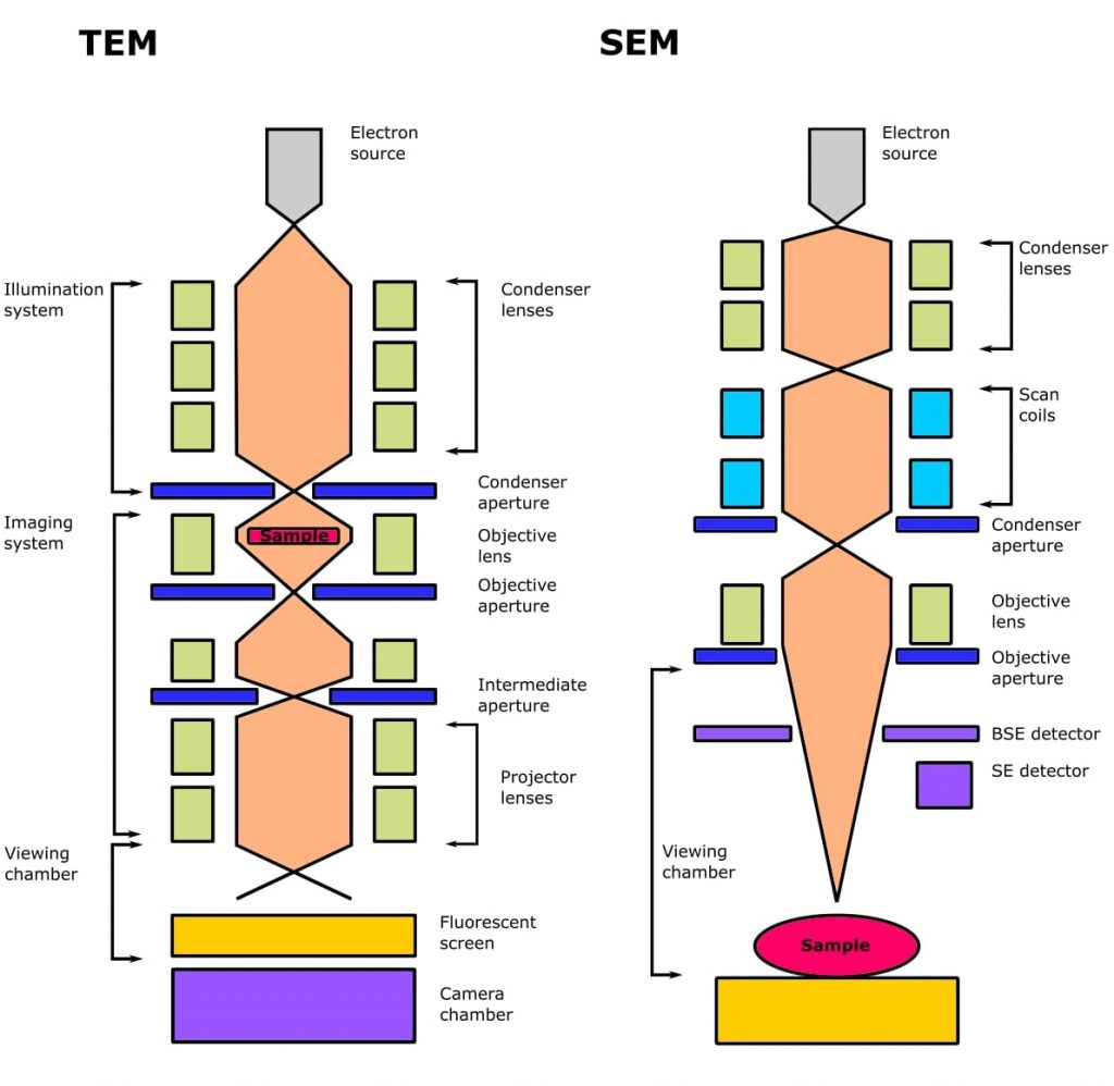 Types of Microscopes - Definition, Working Principle, Diagrams