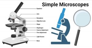 Types of Microscopes - Definition, Working Principle, Diagrams