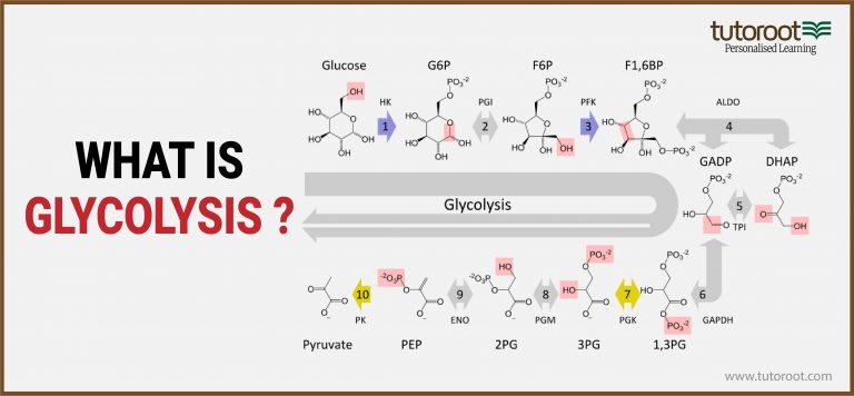 What is Glycolysis? - Definition, Stages, Diagram | Tutoroot