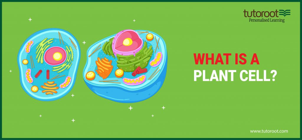 What is a Plant Cell? - Types of Plant Cell, Diagram, Structure