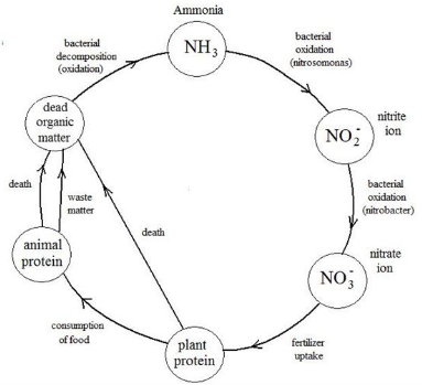 What is Nitrogen Cycle? Diagram, Stages, Importance [updated]