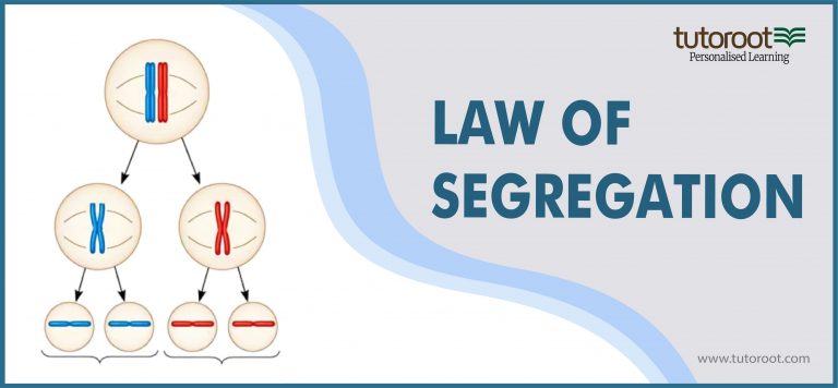 What is Law of Segregation and Law of Dominance? - Tutoroot