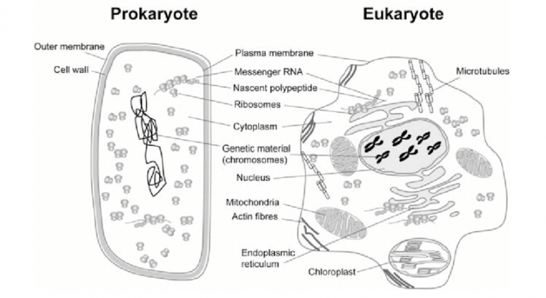 What are Prokaryotic and Eukaryotic Cells? - Diagram, Differences