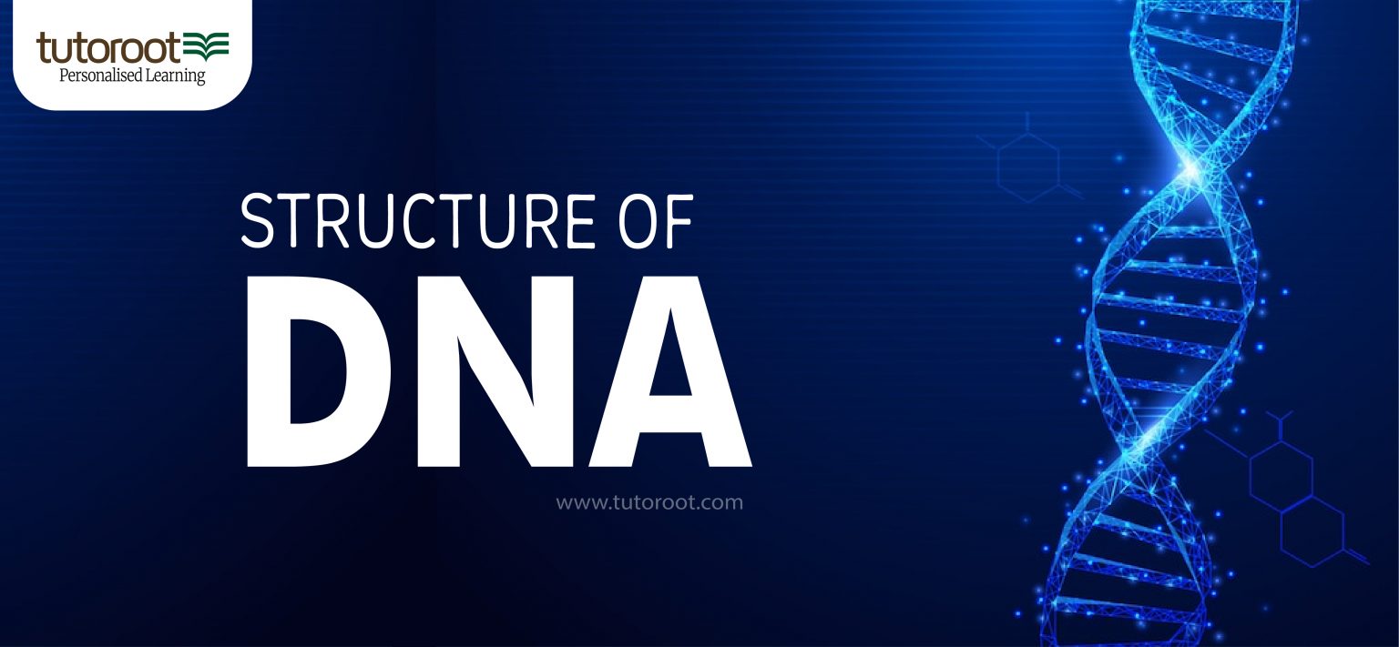 What is DNA? - Functions, Structure, Types | Tutoroot