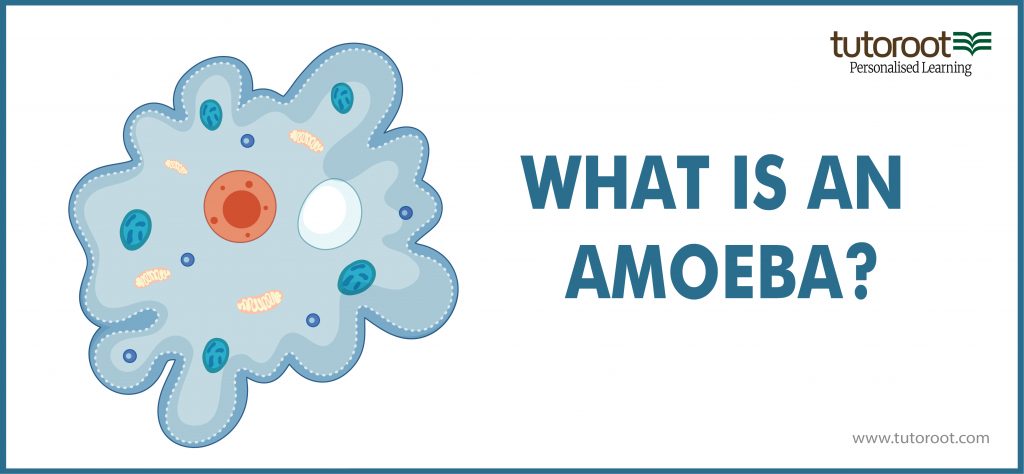 What is an Amoeba? - Structure, Classification, Definition | Tutoroot
