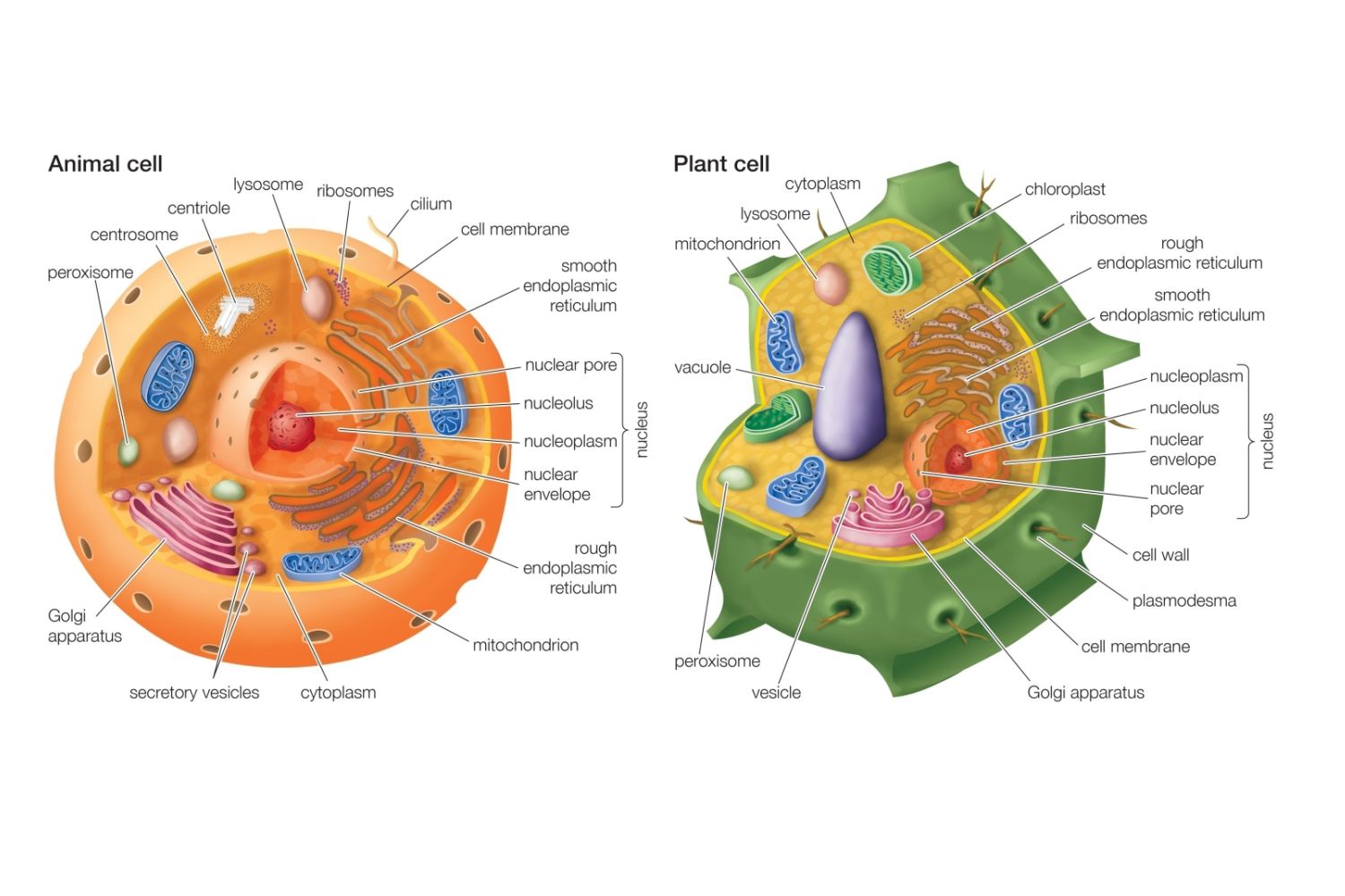 Animal And Plant Cell Diagram And Functions