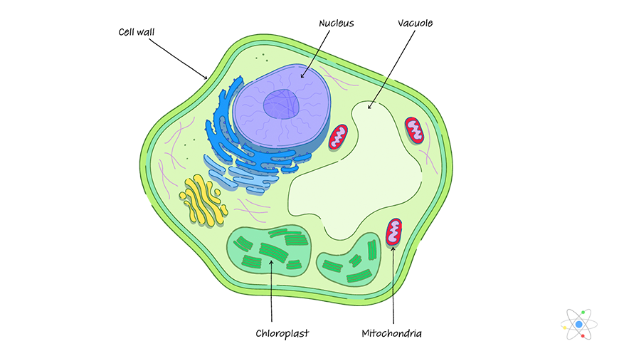 What Is Cell Wall Definition Structure Function Tutoroot