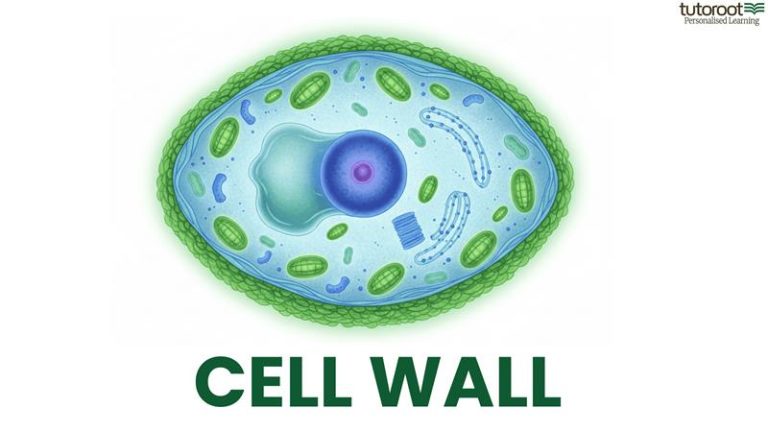 What is Cell Wall? - Definition, Structure, Function | Tutoroot
