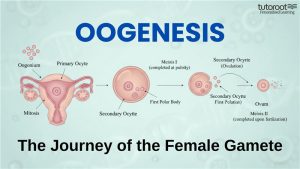 What is Oogenesis? Definition, Stages, Process