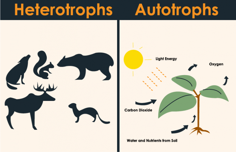 What are Autotrophs and Heterotrophs? - Difference, Characteristics What are Autotrophs and Heterotrophs? - Difference, Characteristics