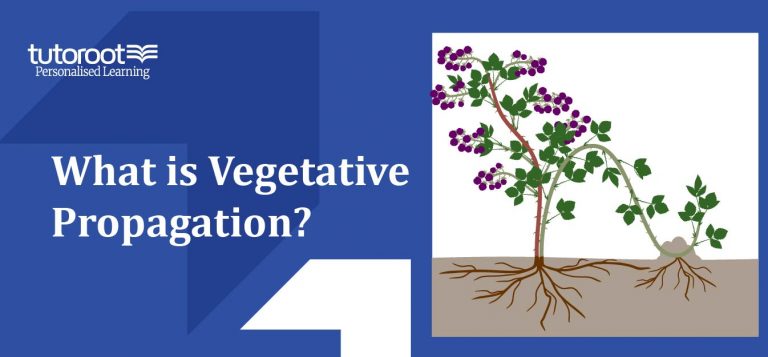 What is Vegetative Propagation? - Definition, Types What is Vegetative Propagation? - Definition, Types