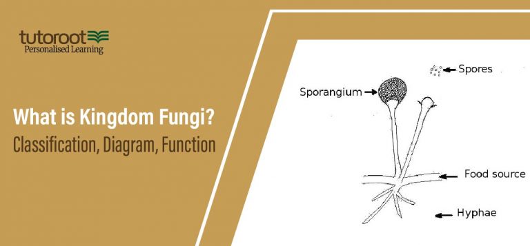 What is Kingdom Fungi? - Classification, Diagram, Function