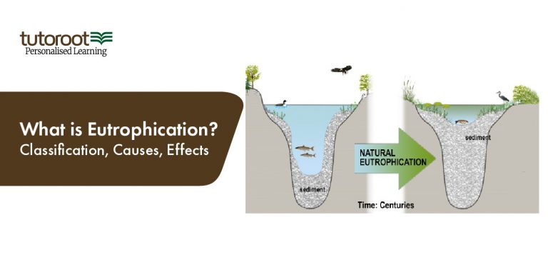 What is Eutrophication? Classification, Causes, Effects
