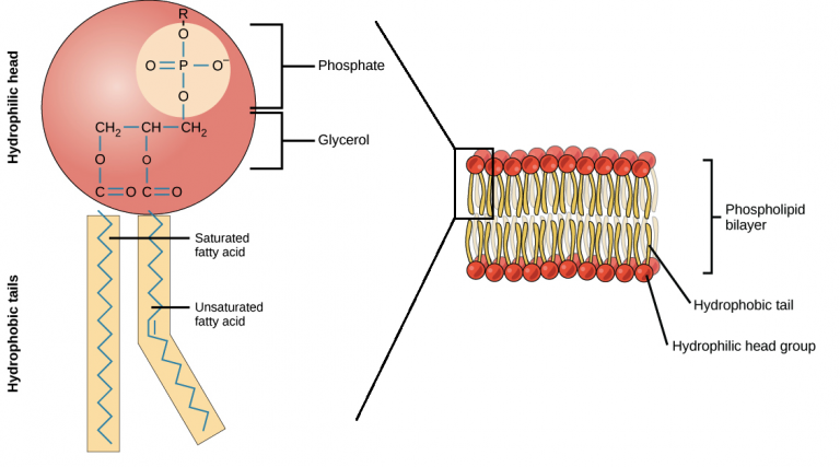 What are Lipids? - Structure, Function, Types