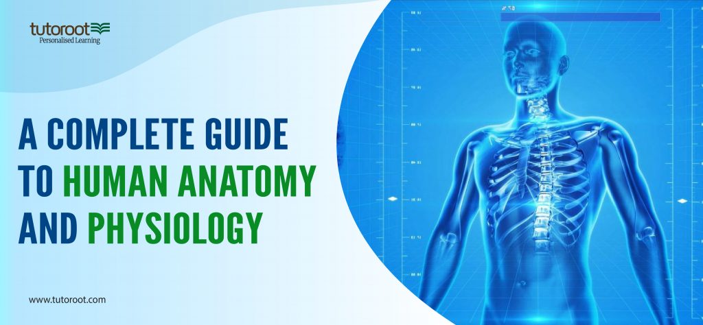 A Complete Guide to Human Anatomy and Physiology - Tutoroot