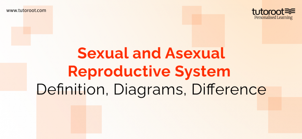Sexual and Asexual Reproductive System - Diagrams, Difference