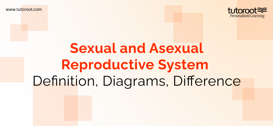 Sexual and Asexual Reproductive System - Diagrams, Difference