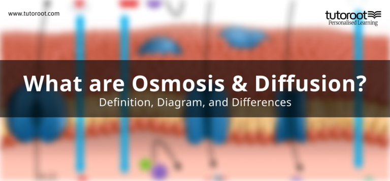What are Osmosis and Diffusion? Diagram and Differences
