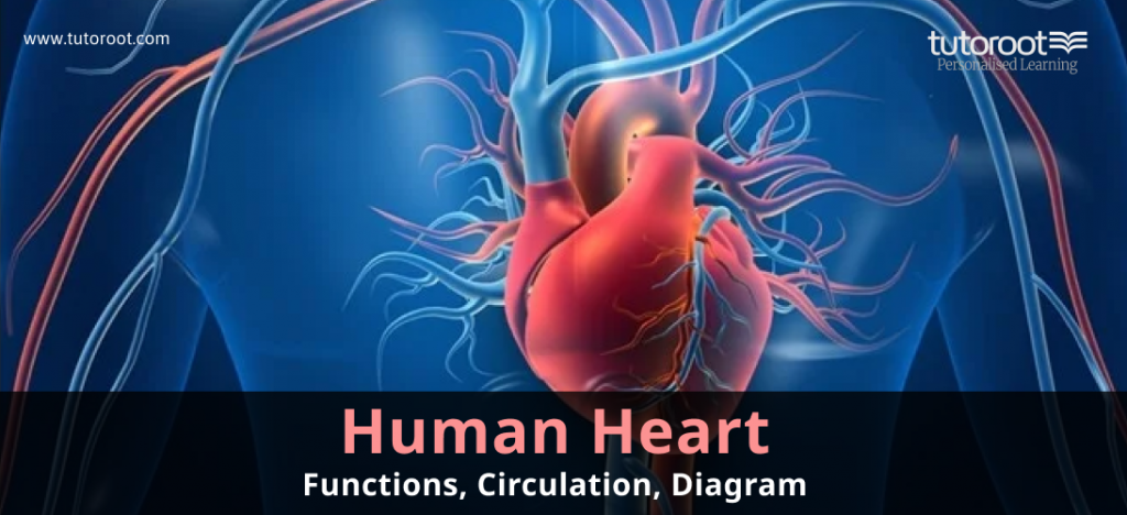In-depth Guide of Human Heart - Functions, Circulation, Diagram