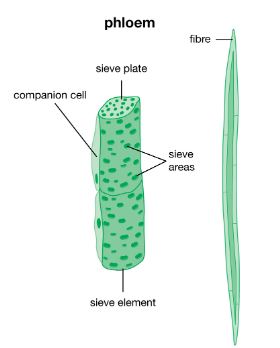 What are Xylem and Phloem? - Structure, Difference, Function