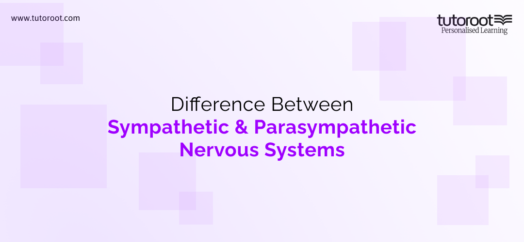 Sympathetic And Parasympathetic Nervous Systems - Differences