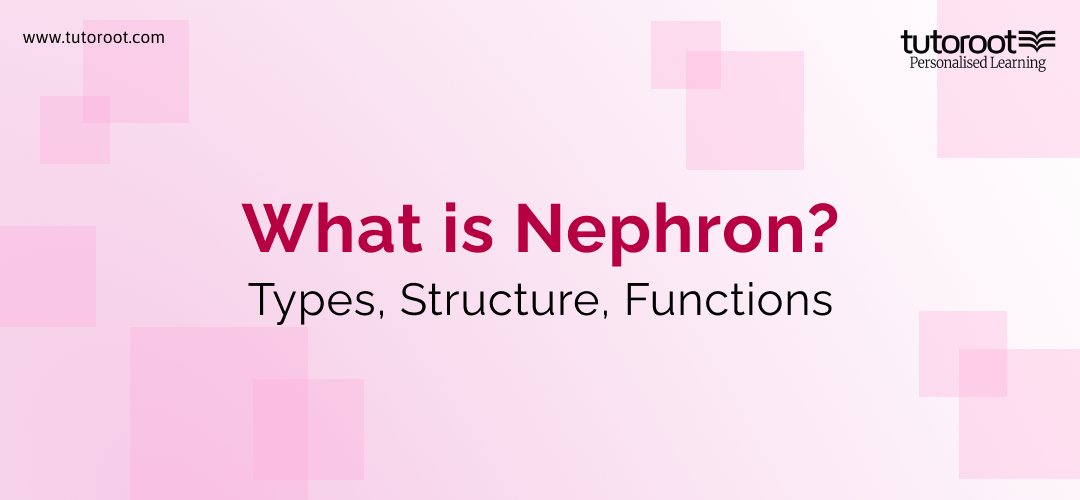 What is Nephron? - Structure, Functions, Types