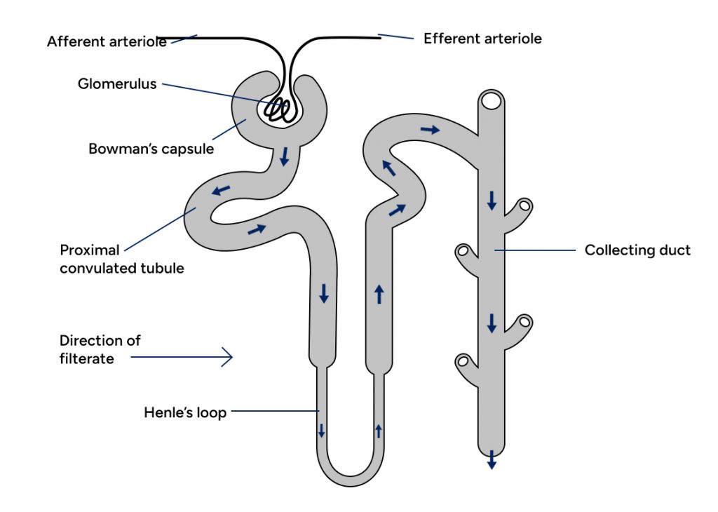 What is Nephron? - Structure, Functions, Types