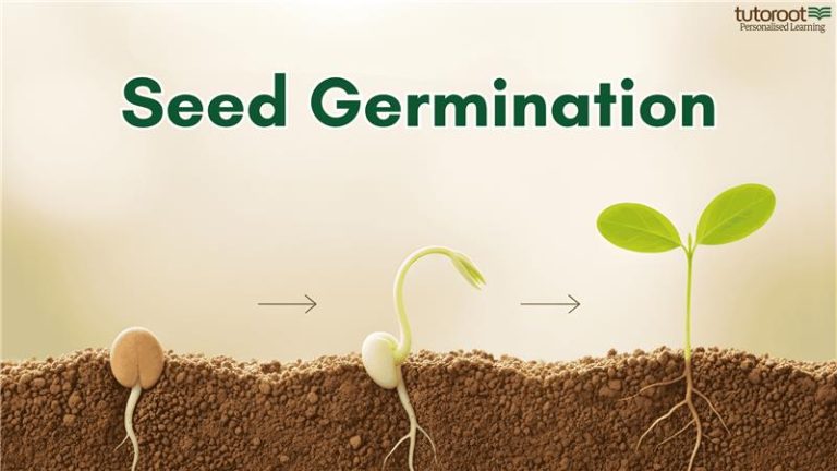 What is Seed Germination? Importance of Seed Germination