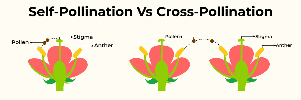 What are Self Pollination and Cross Pollination? What are Self Pollination and Cross Pollination?