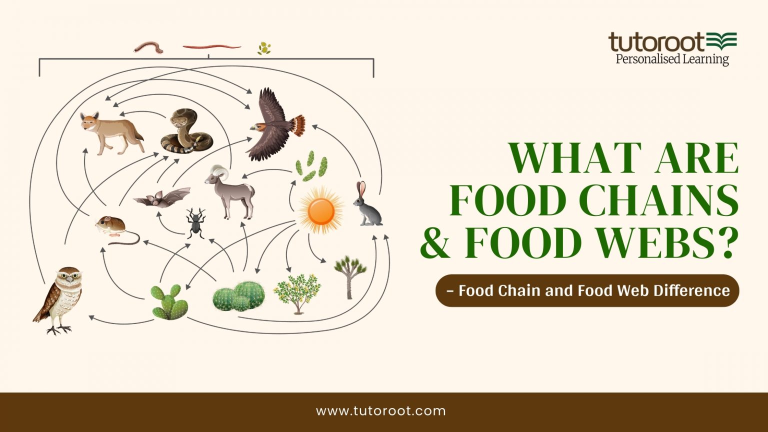 What are Food Chains and Food Webs?