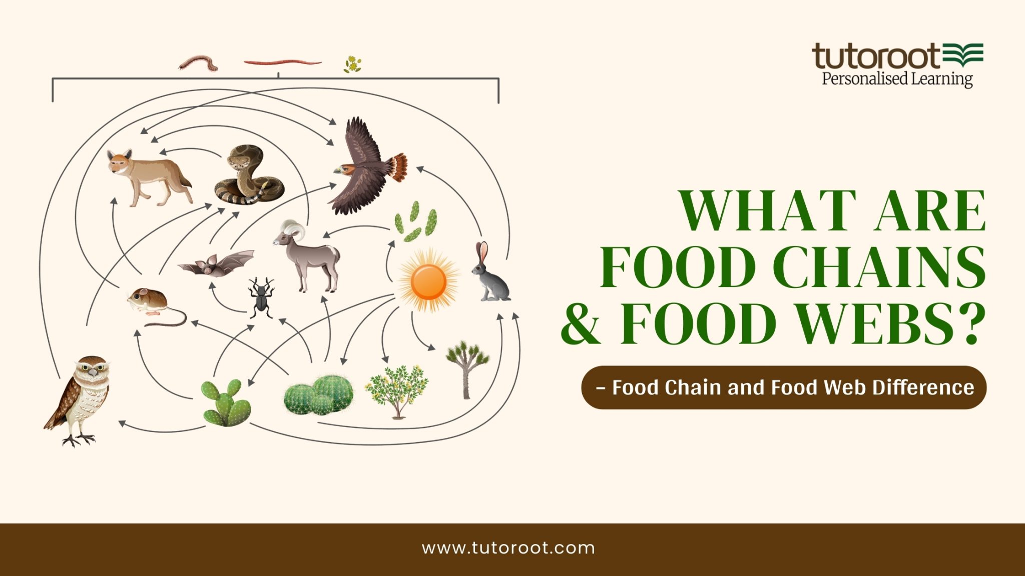 What are Food Chains and Food Webs?