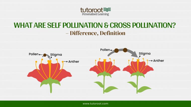 What are Self Pollination and Cross Pollination?