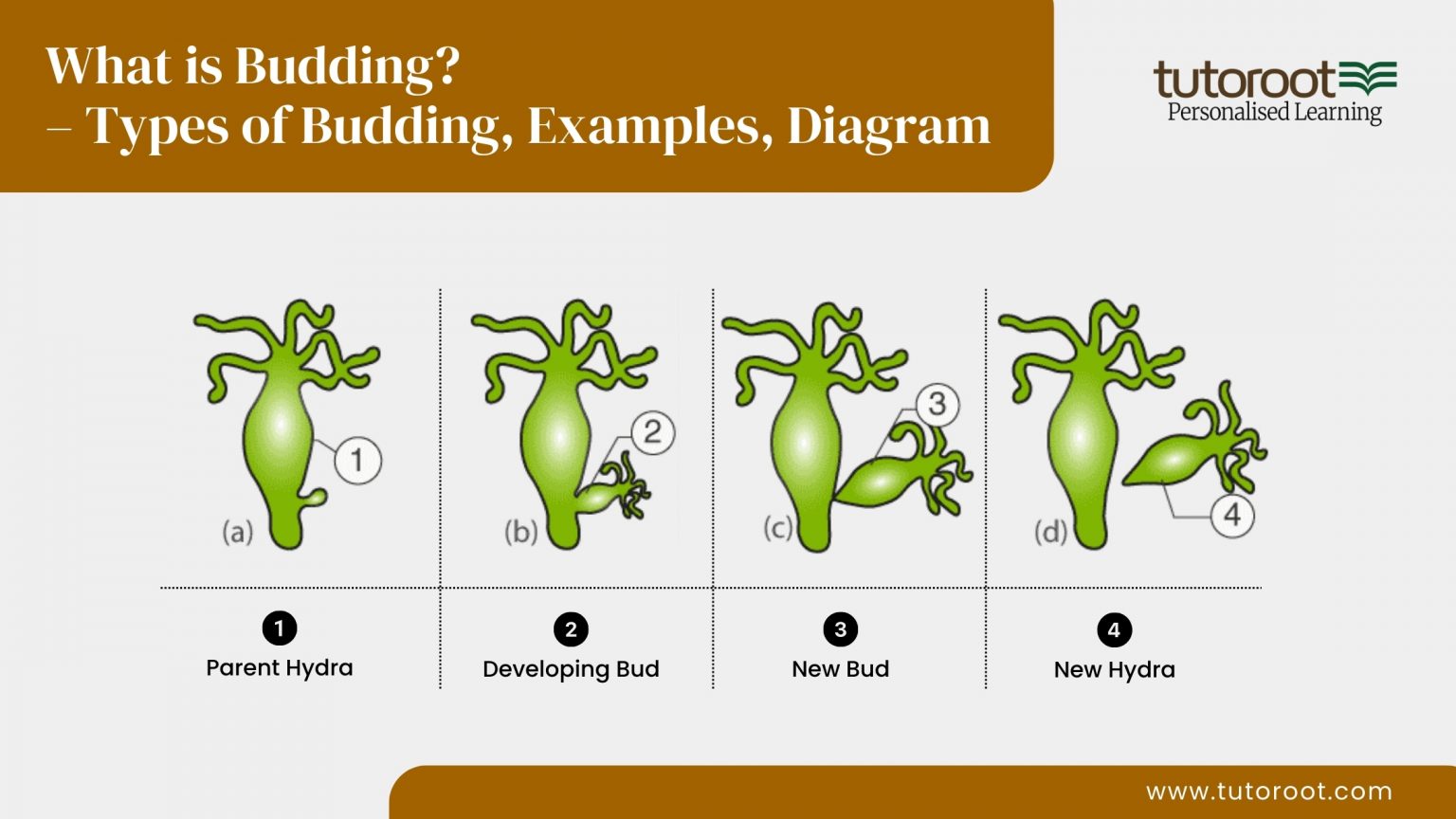 What is Budding? Types of Budding, Examples, Diagram