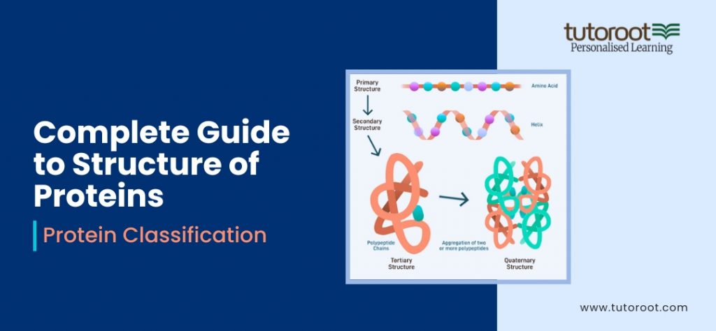 What is the Complete Guide to Structure of Proteins?