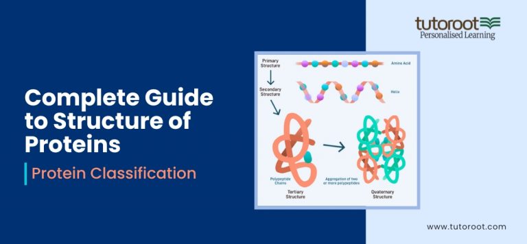 What is the Complete Guide to Structure of Proteins?