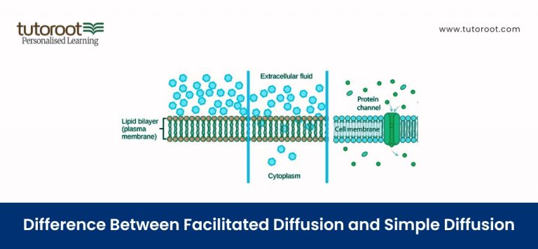 How does Facilitated Diffusion Differ from Simple Diffusion?