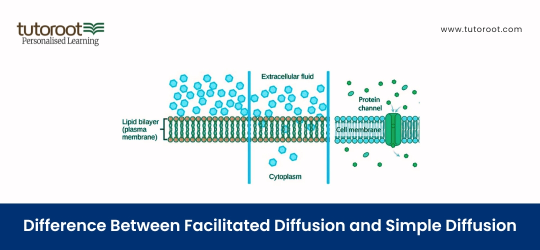 How does Facilitated Diffusion Differ from Simple Diffusion?