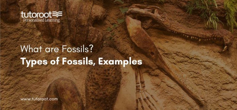 What are Fossils? - Types of Fossils, Examples