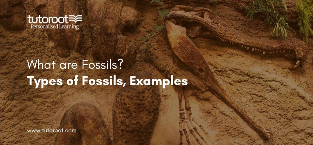 What are Fossils? - Types of Fossils, Examples