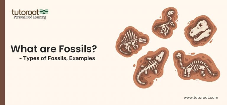 What are Fossils? - Types of Fossils, Examples