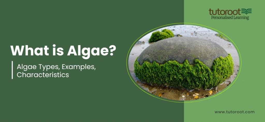 What is Algae? Algae Types, Examples, Characteristics