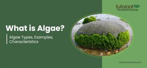 What is Algae? Algae Types, Examples, Characteristics