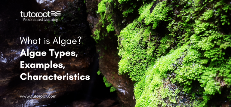 What is Algae? Algae Types, Examples, Characteristics