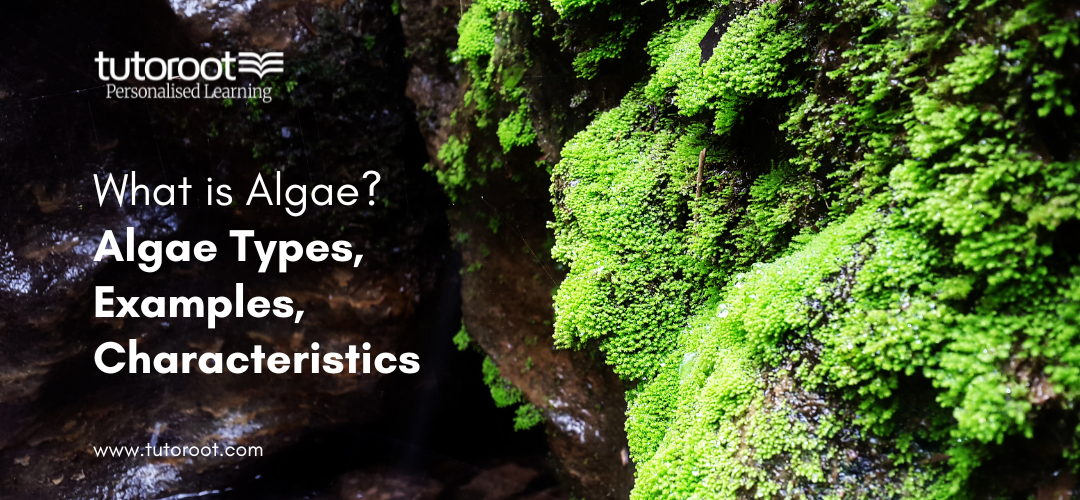 What is Algae? Algae Types, Examples, Characteristics What is Algae? Algae Types, Examples, Characteristics