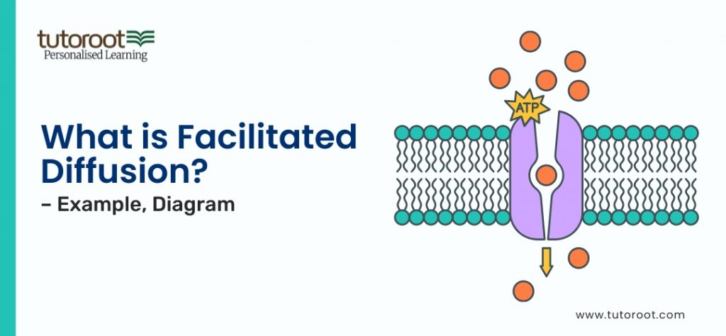 What is Facilitated Diffusion? Example, Diagram