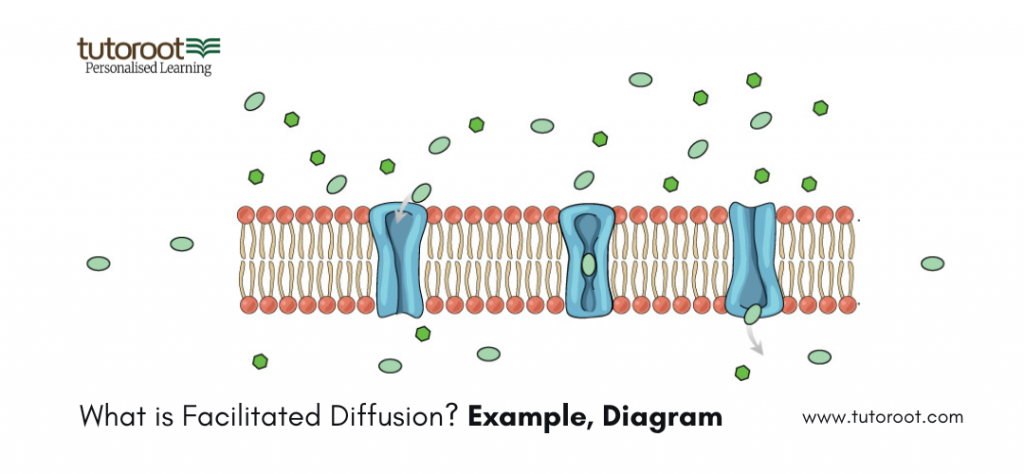What is Facilitated Diffusion? - Example, Diagram