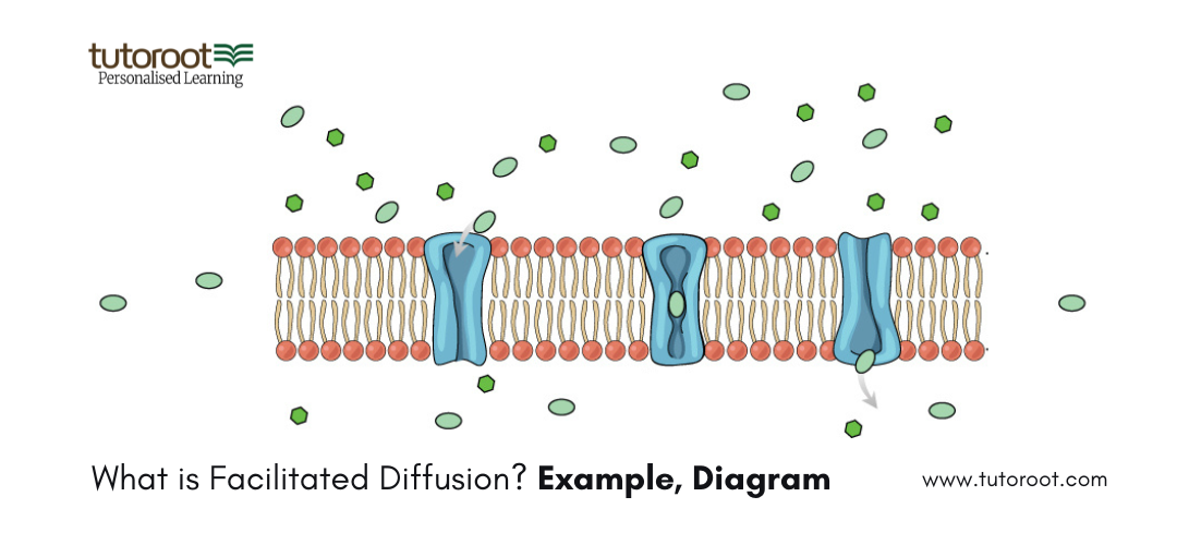 What is Facilitated Diffusion? - Example, Diagram